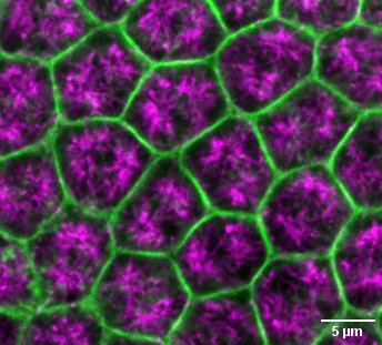 Core: Image of the Month | Carl R. Woese Institute for Genomic Biology