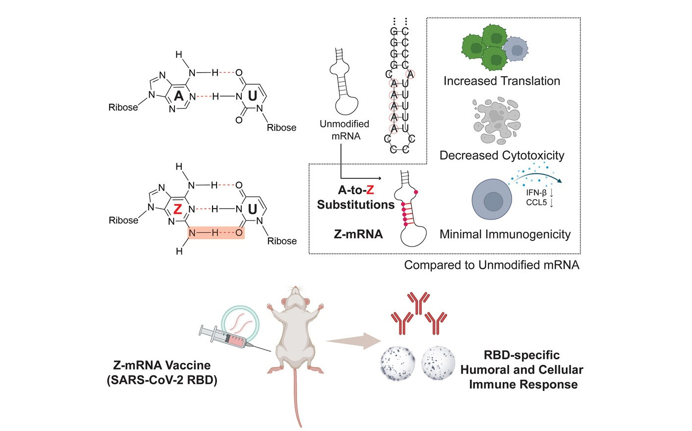 From A to Z: An Alternative base modification for mRNA therapeutics ...