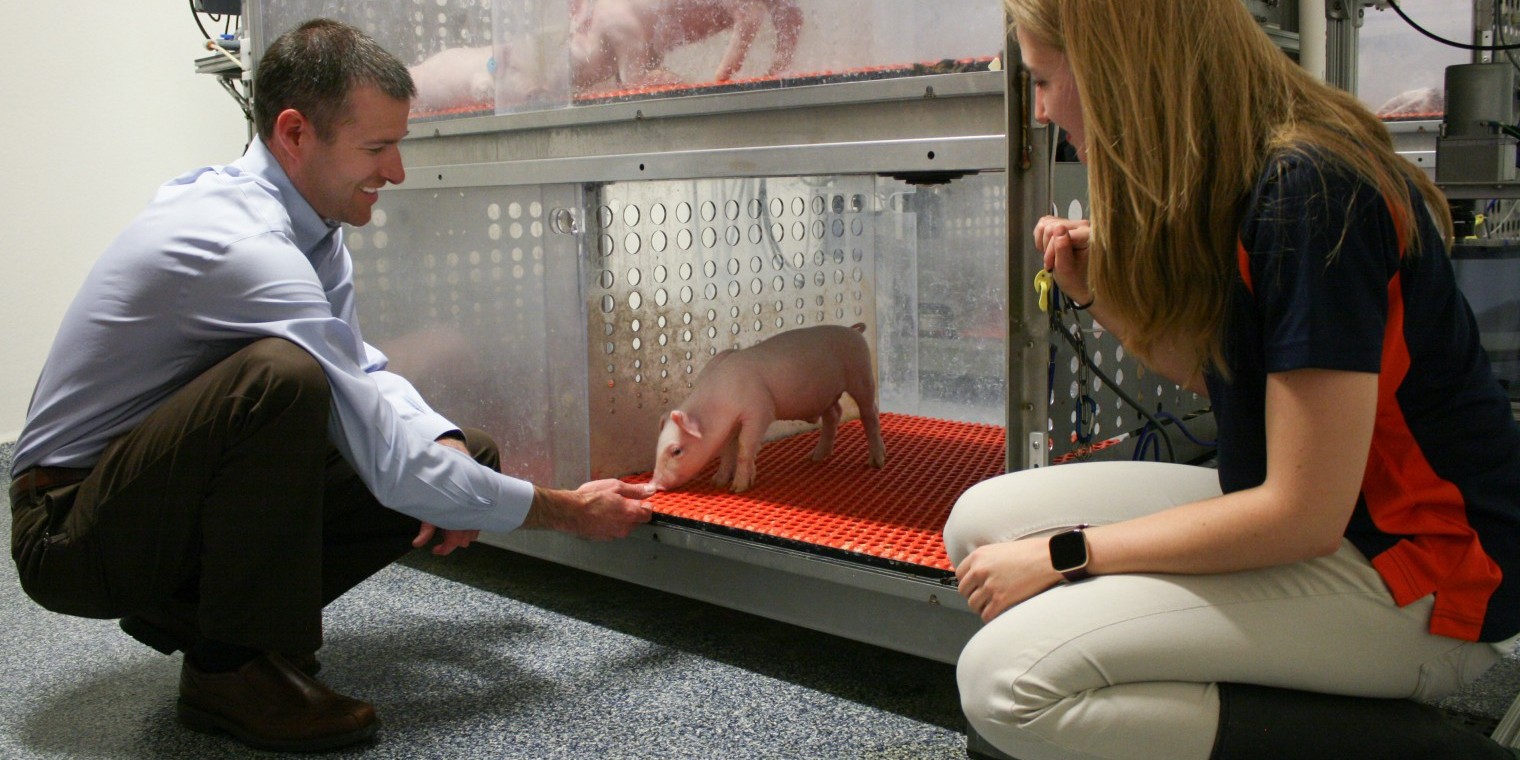 In pig brain development, nature beats nurture | Carl R. Woese ...