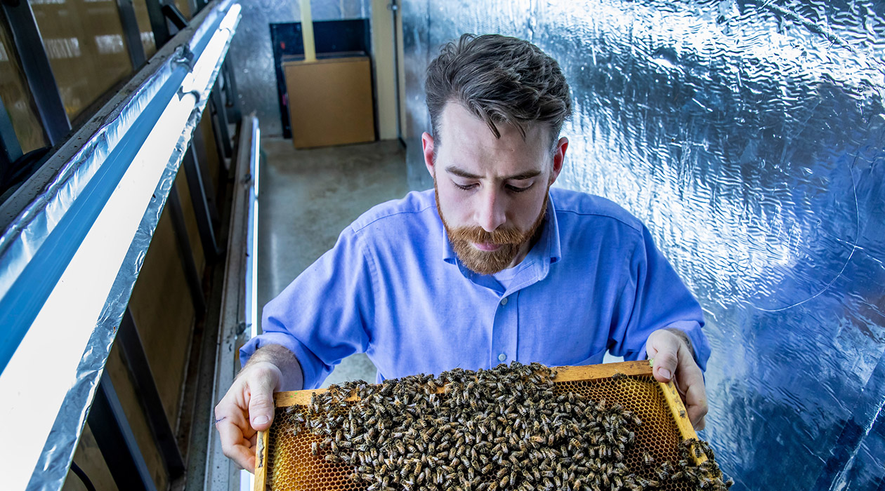 Are honey bees, wild bees still in trouble? | Carl R. Woese Institute for Genomic Biology