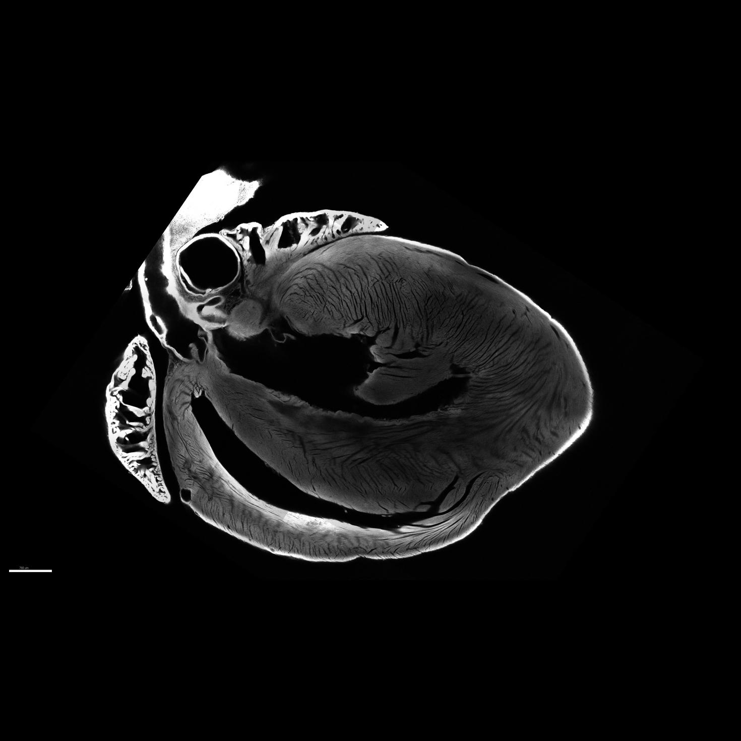 IGB Illinois: Core Facilities IOTM Gallery Year | Carl R. Woese ...