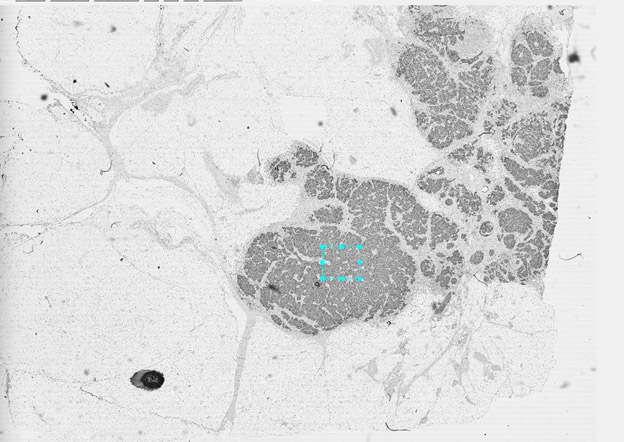iCyte - Automated Imaging Cytometer | Carl R. Woese Institute for ...