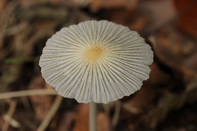 Art of Science | Carl R. Woese Institute for Genomic Biology