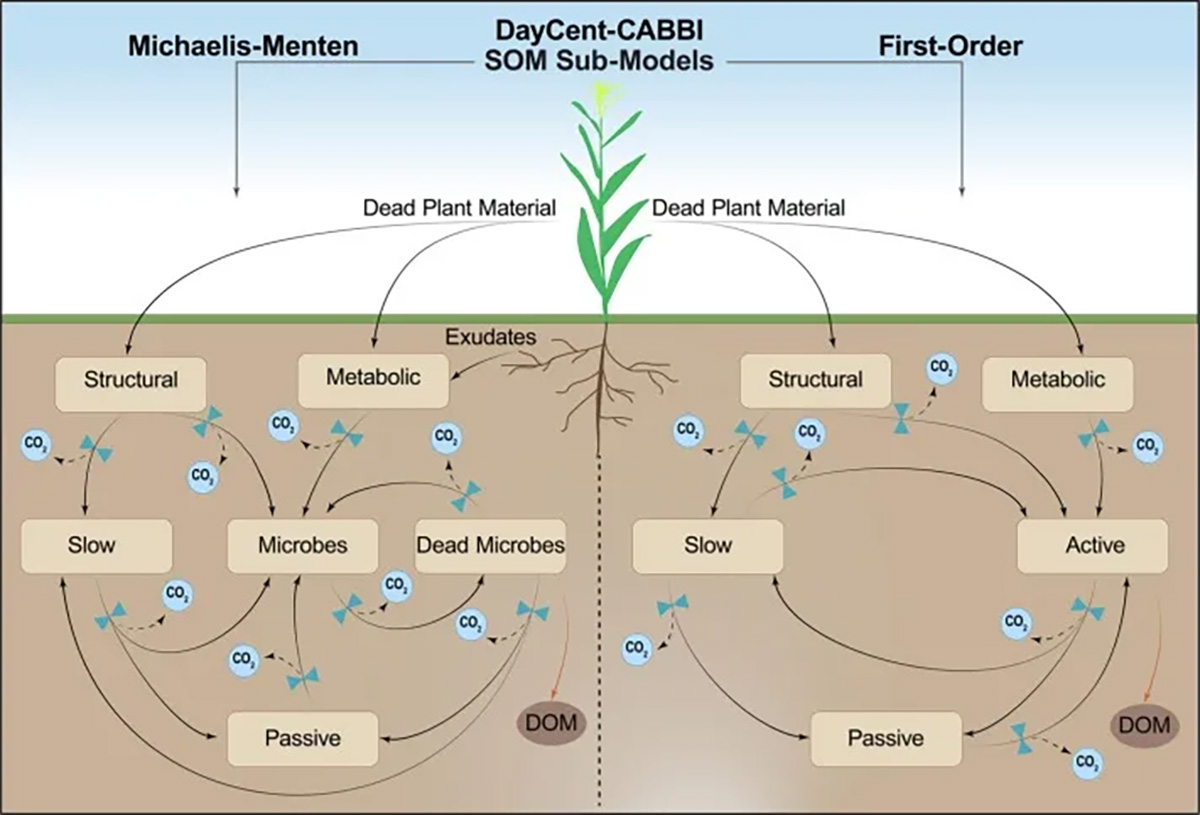 DayCent-CABBI: New Model Integrates Soil Microbes, Large Perennial ...