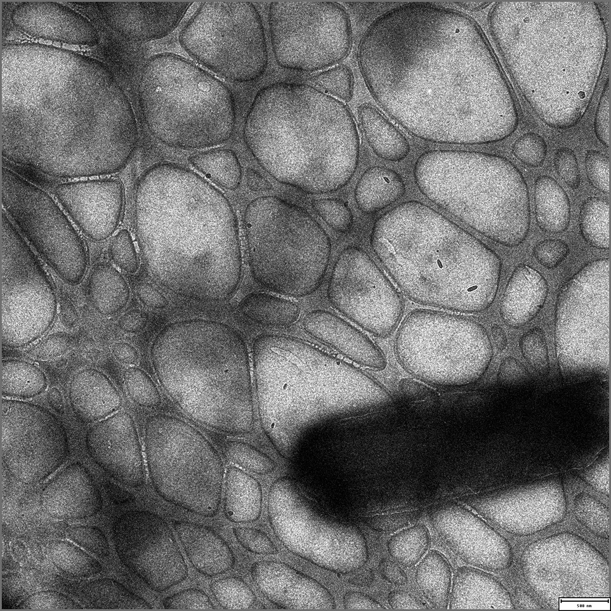 Novel phage alters transcriptome of a common human gut microbe | Carl R ...