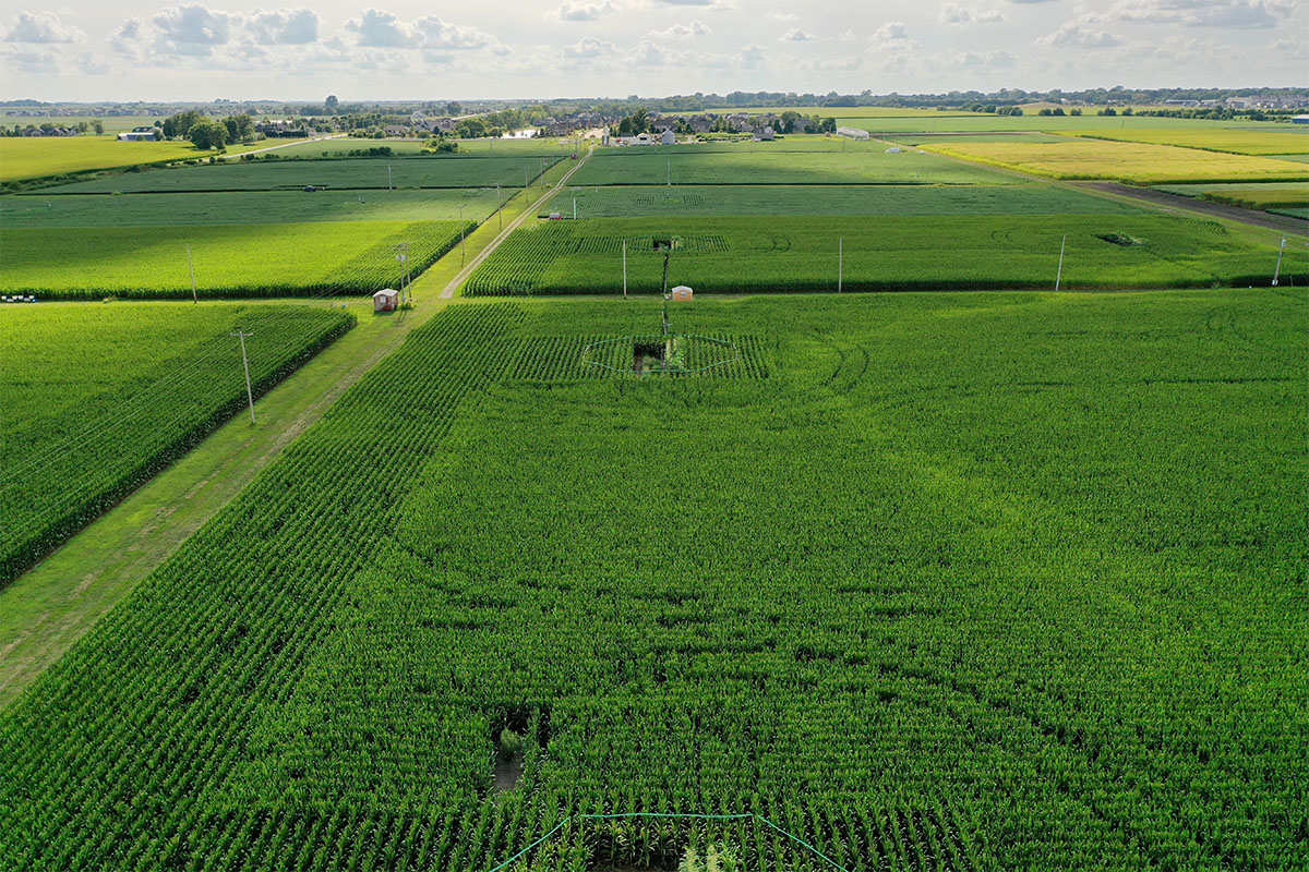 New study indicates C4 crops less sensitive to ozone pollution than C3 ...
